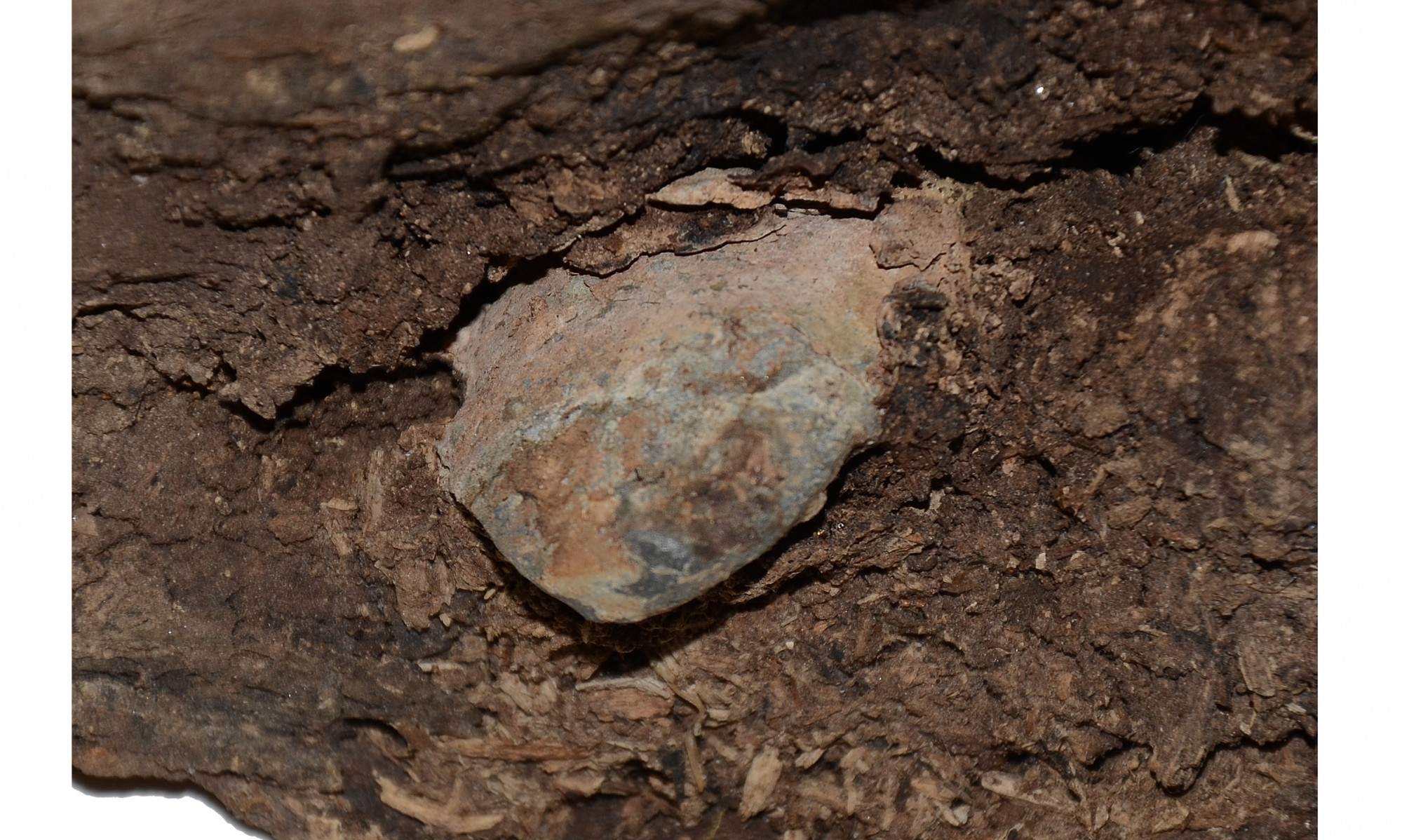US/CS .69 CAL. ROUND MUSKET BALL IN WOOD – GETTYSBURG — Horse Soldier