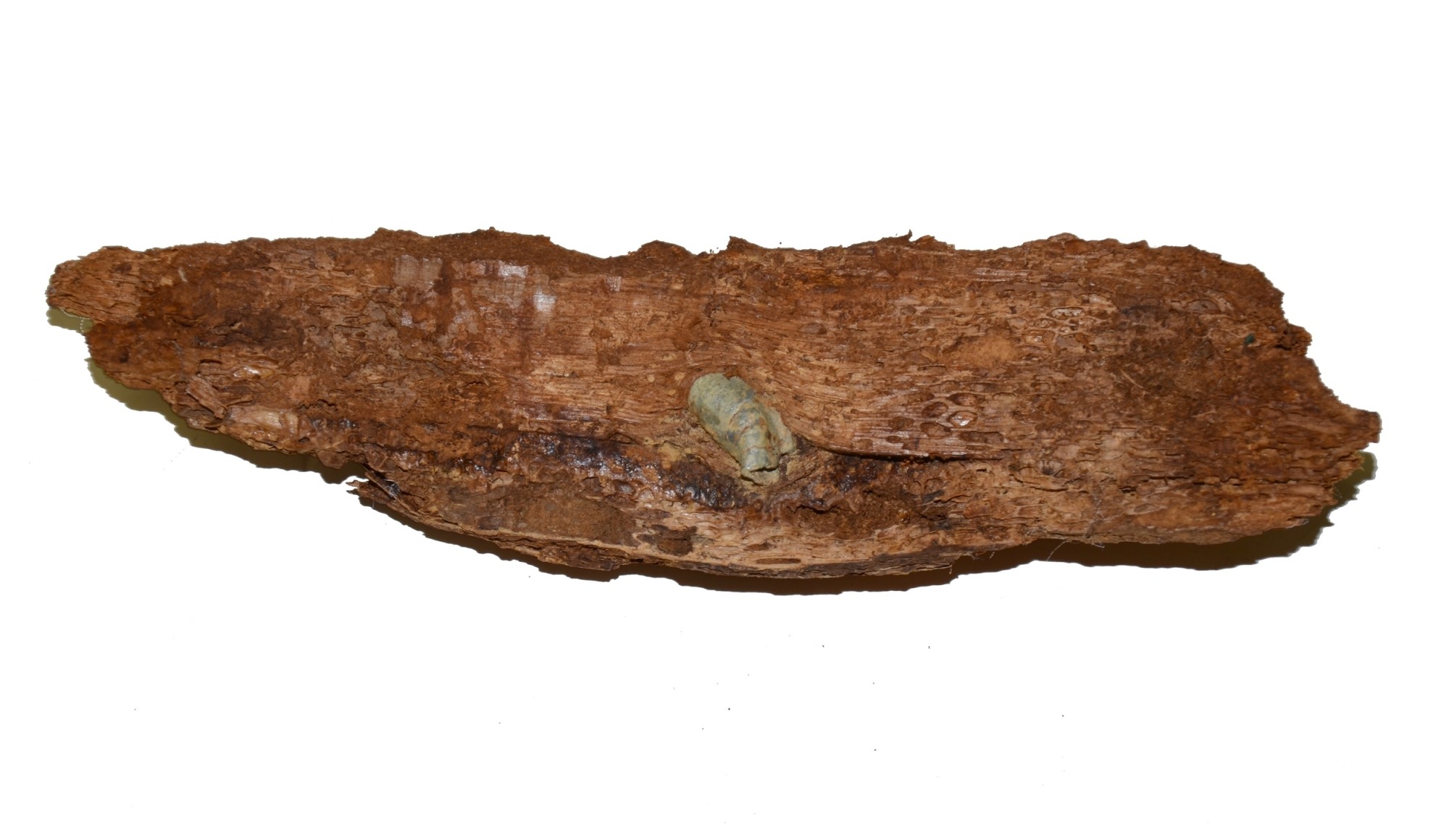 BULLET IN WOOD FROM THE AREA NEAR CULP’S HILL, GETTYSBURG — Horse Soldier