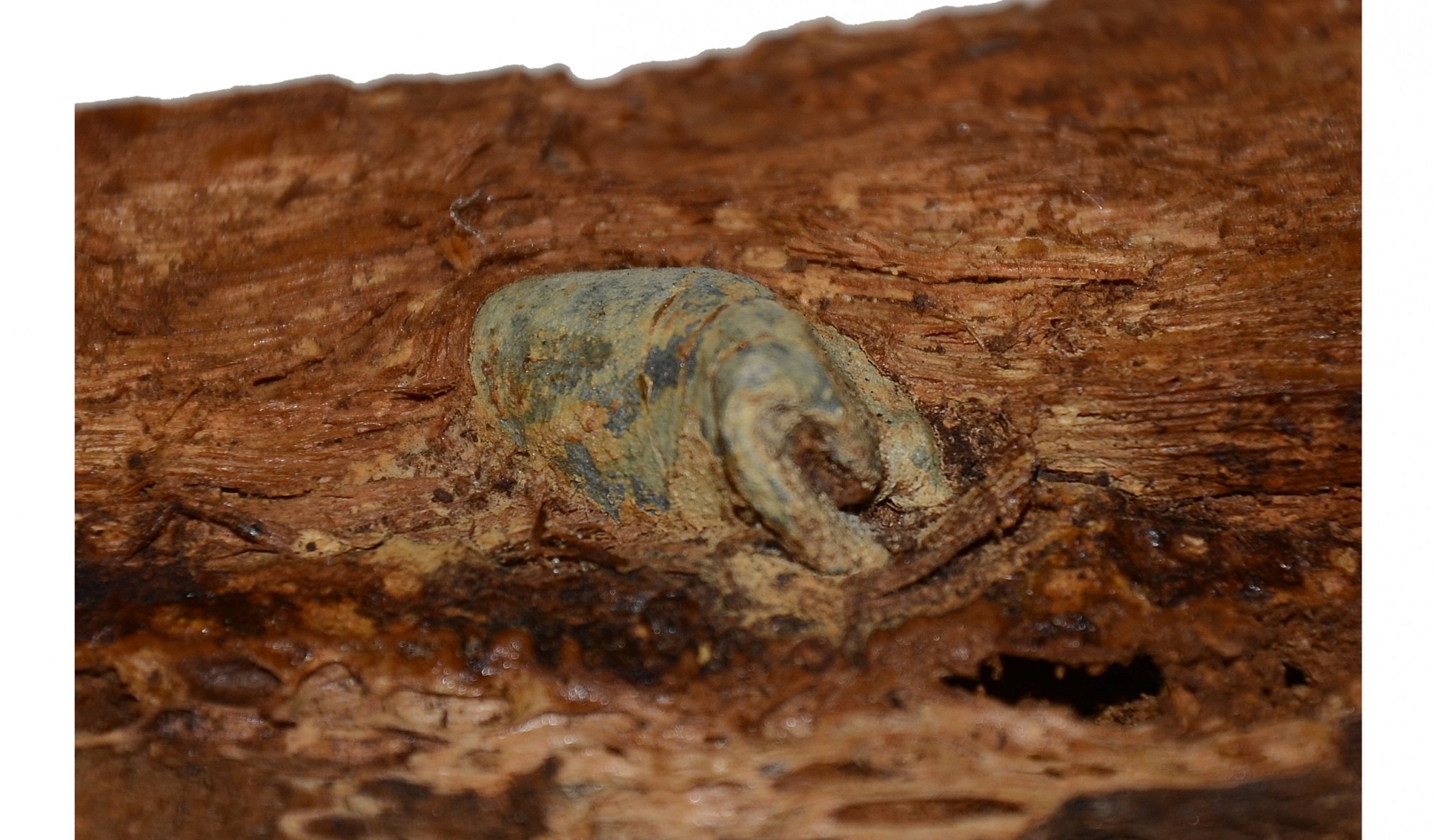 BULLET IN WOOD FROM THE AREA NEAR CULP’S HILL, GETTYSBURG — Horse Soldier