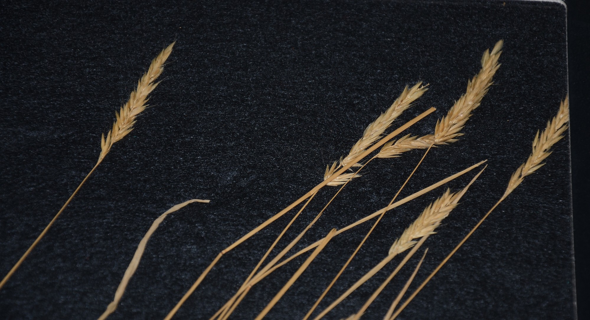 WHEAT GATHERED FROM THE FAMOUS GETTYSBURG WHEATFIELD IN 1943 — Horse ...