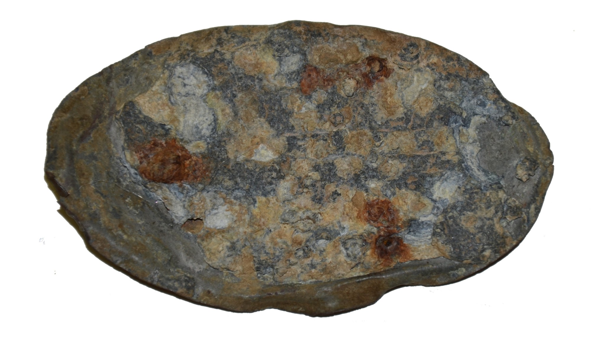 OVAL “EGG SHAPED” CS BUCKLE — Horse Soldier