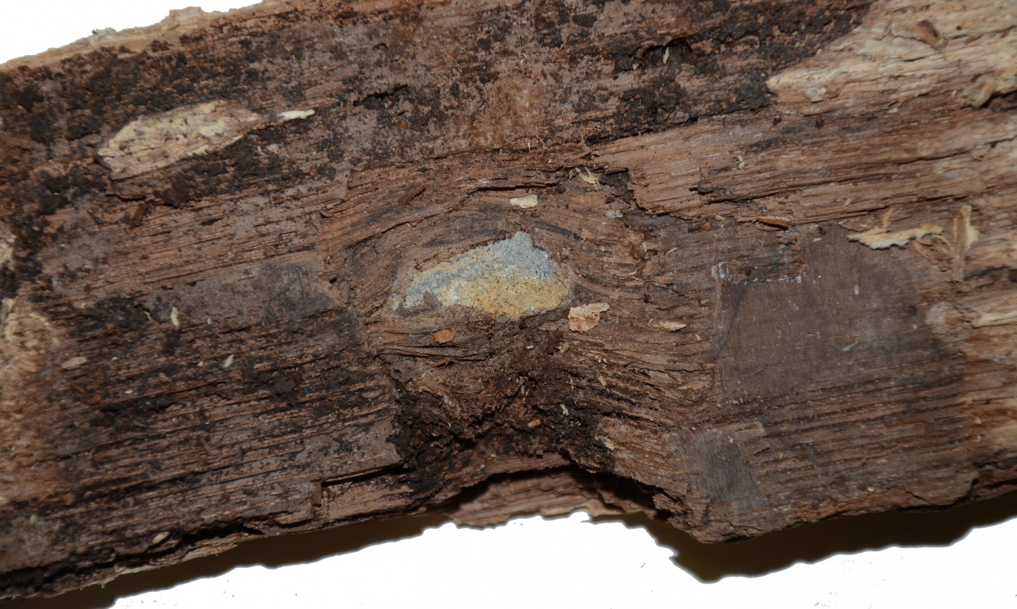 TWO PIECE BULLET IN WOOD – GETTYSBURG — Horse Soldier