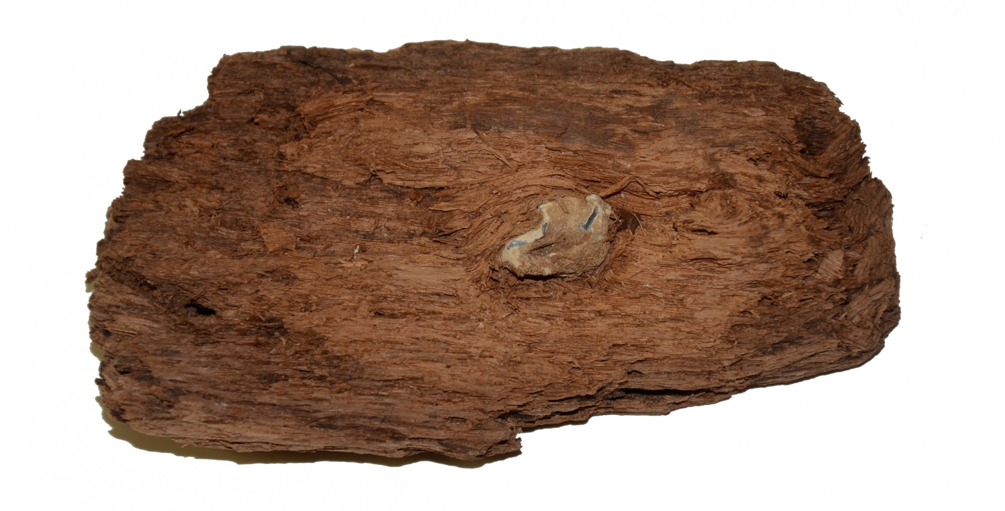 .58 CALIBER MINIE BALL IN WOOD FOUND IN THE WHEATFIELD WOODS AT ...