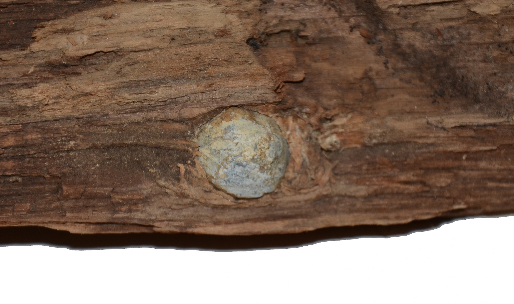 .69 CALIBER ROUND MUSKET BALL IN WOOD FOUND IN THE WHEATFIELD WOODS AT ...
