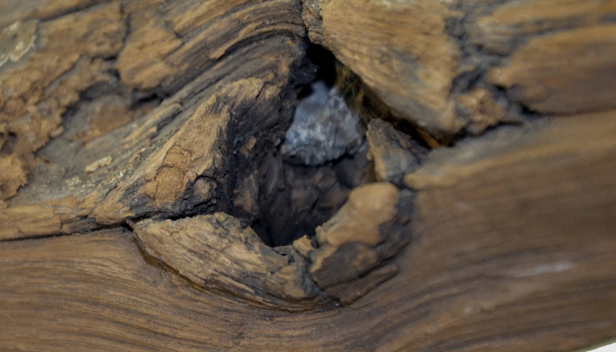 BULLET IN WOOD FROM GETTYSBURG, DANNER MUSEUM COLLECTION — Horse Soldier