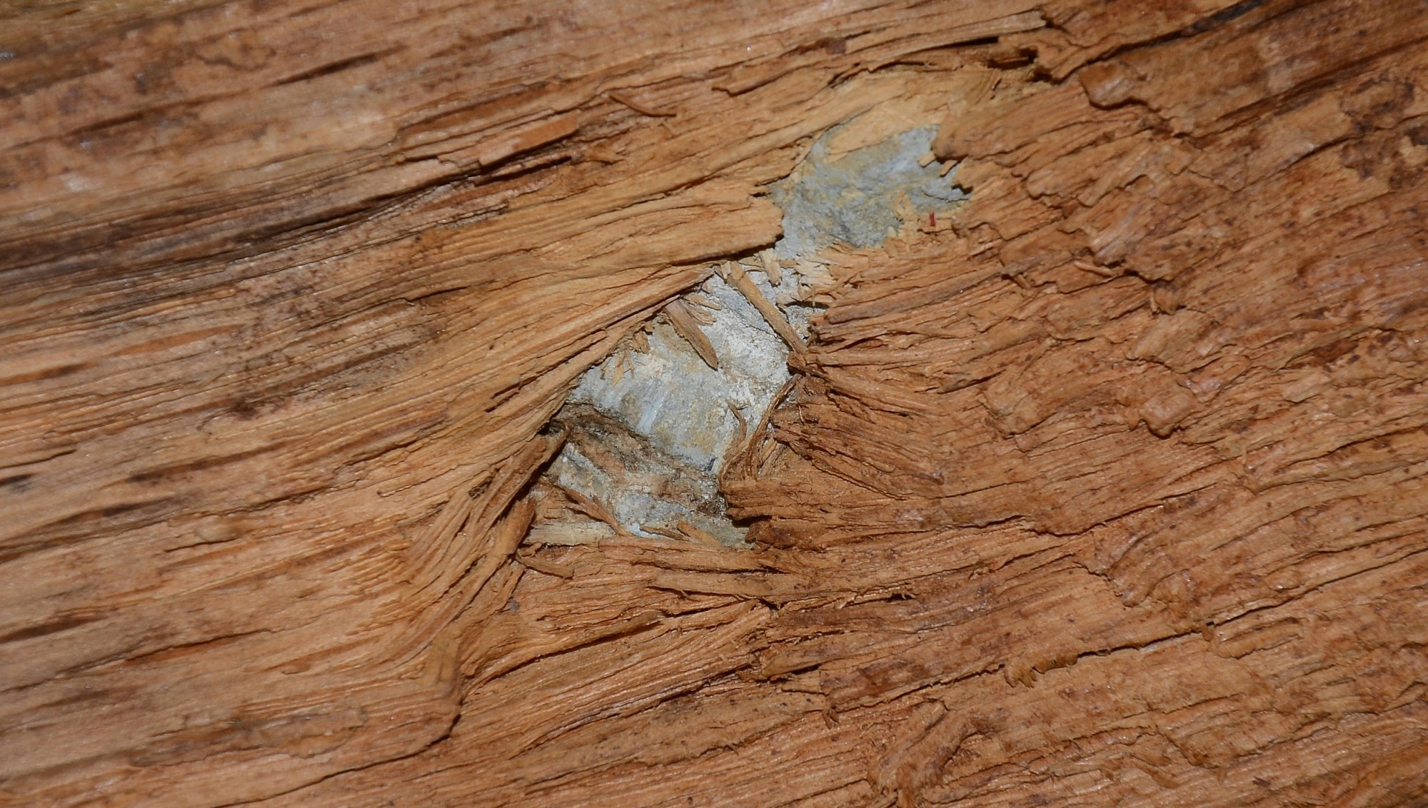 BULLET IN WOOD FROM GETTYSBURG — Horse Soldier