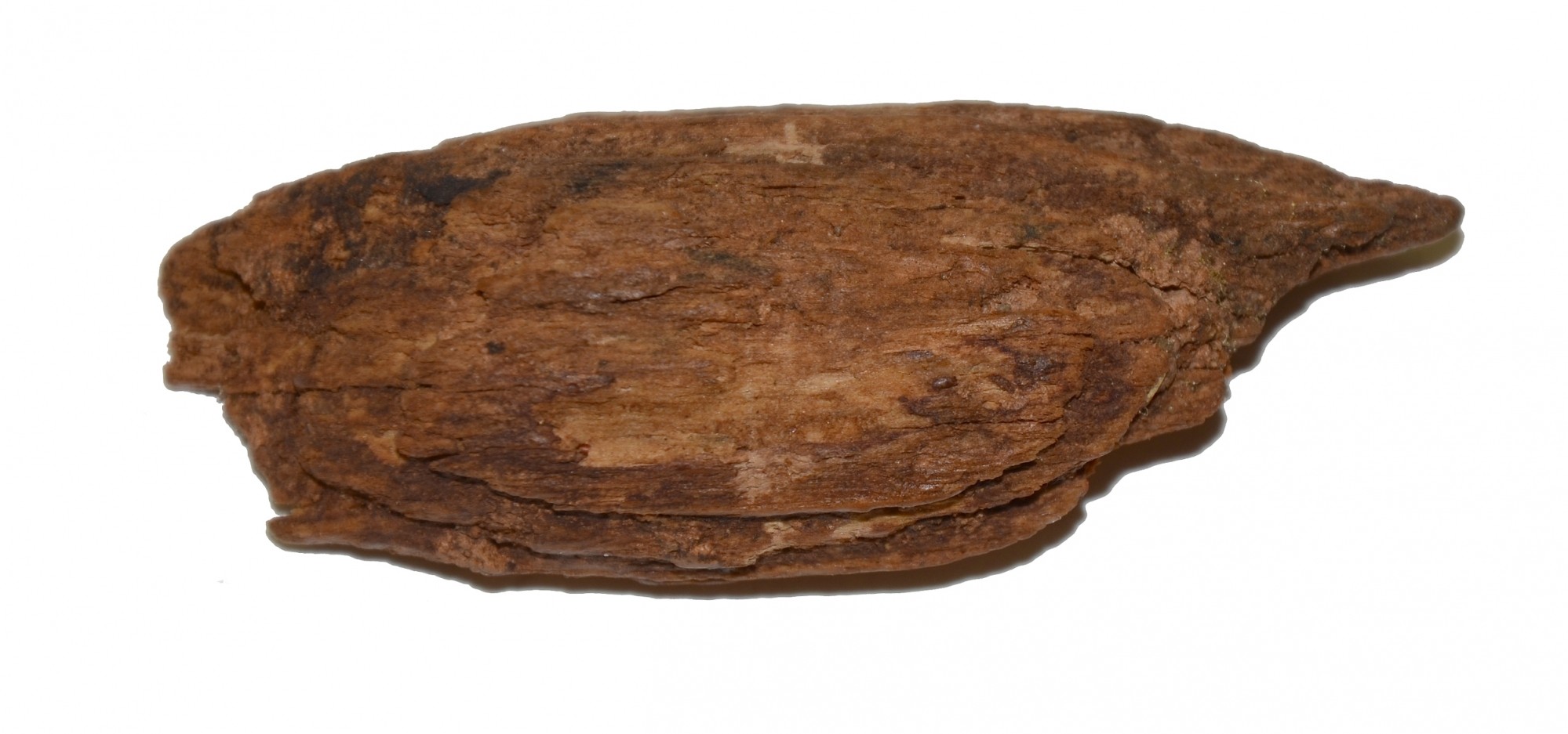 BULLET IN WOOD FROM GETTYSBURG — Horse Soldier