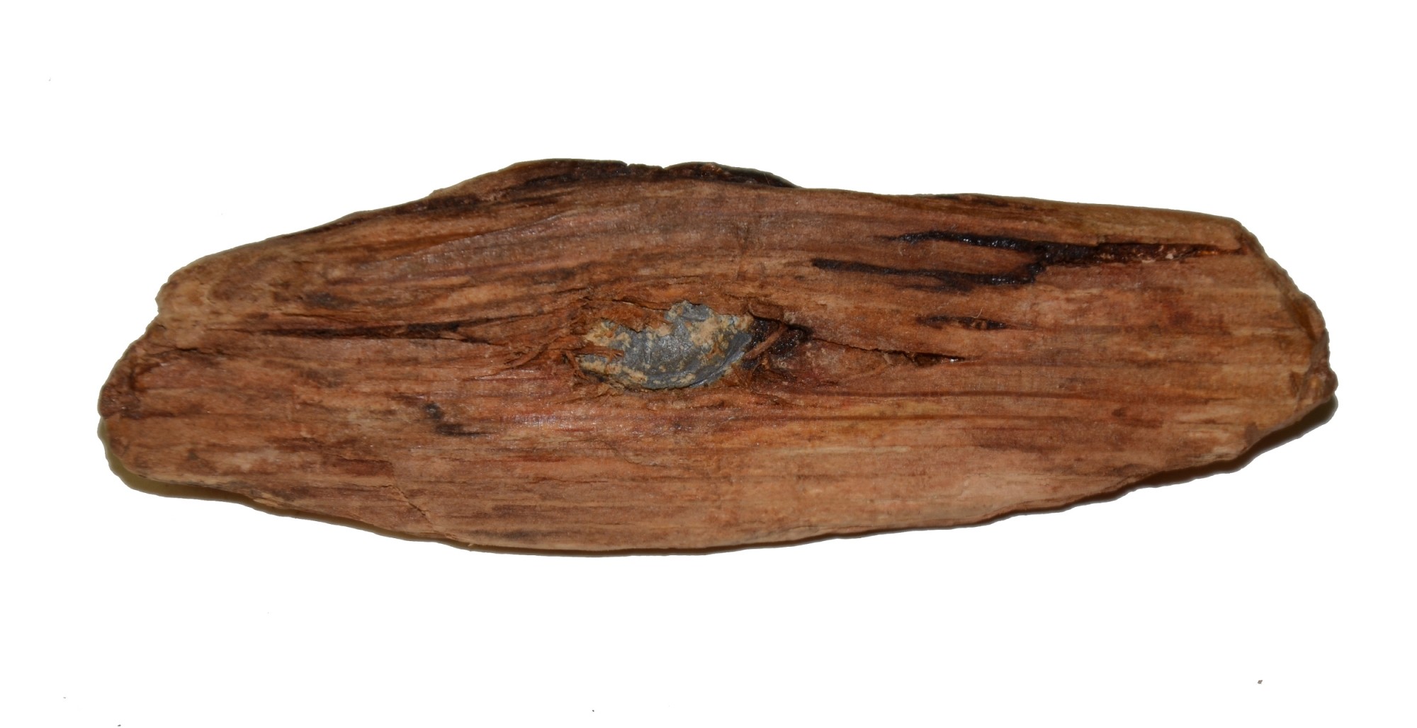 BULLET IN WOOD FROM GETTYSBURG — Horse Soldier