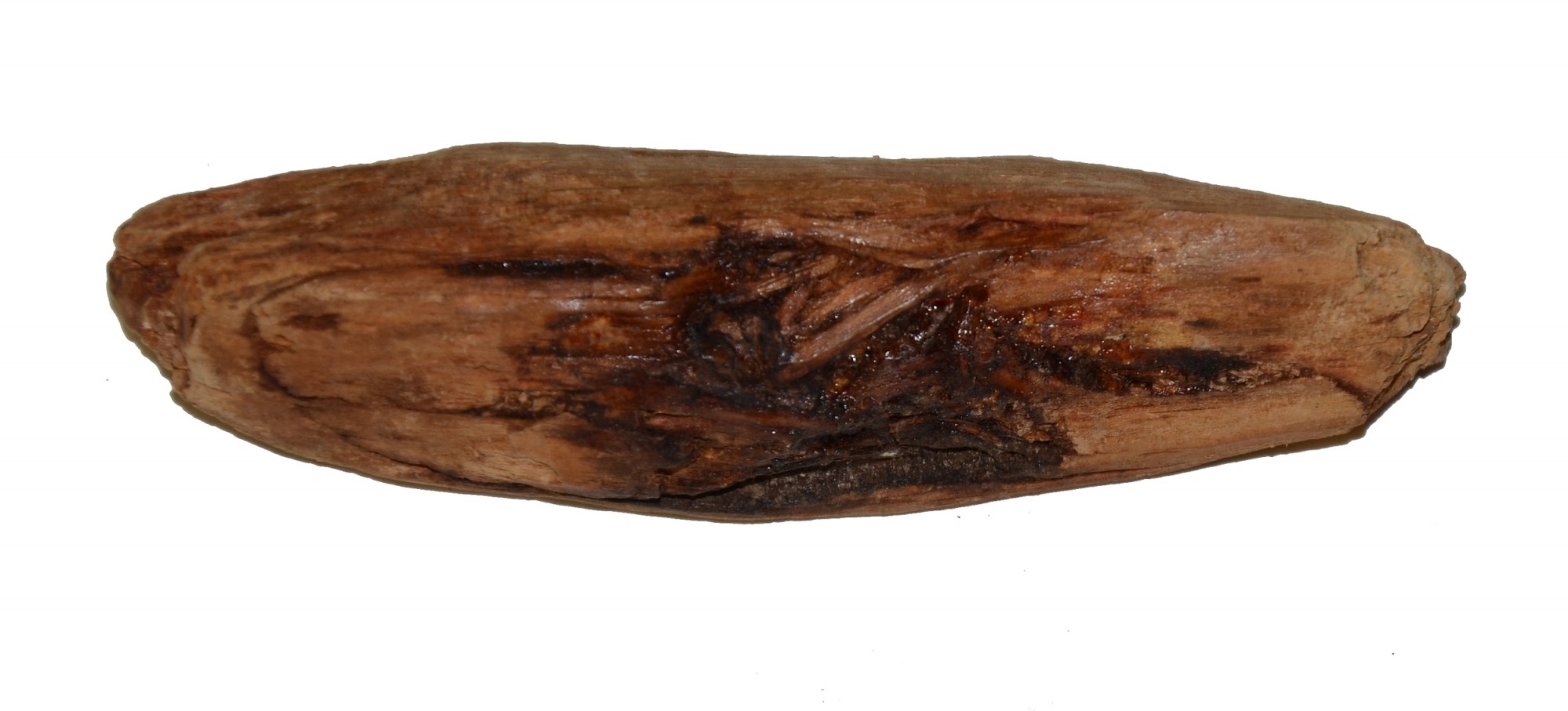 BULLET IN WOOD FROM GETTYSBURG — Horse Soldier