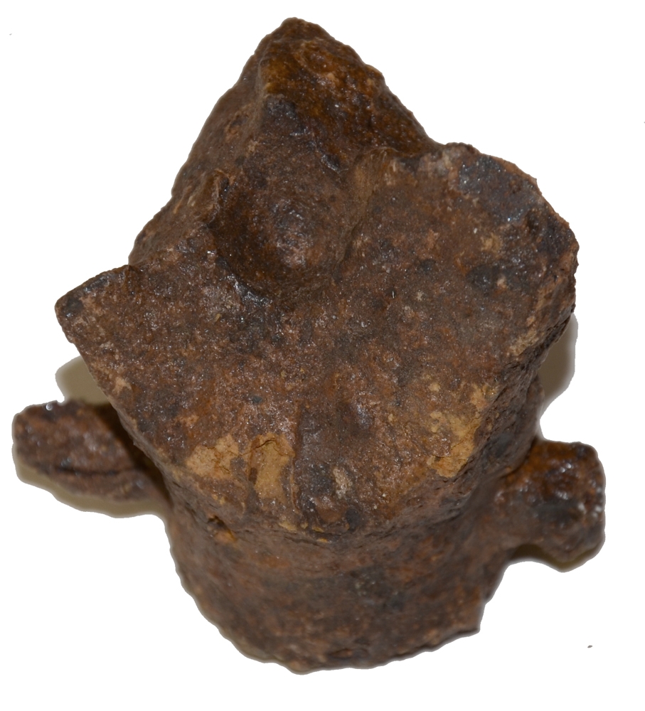 US/CS 3 INCH SCHENKL SHELL FRAGMENT FROM THE SHIELDS MUSEUM COLLECTION ...