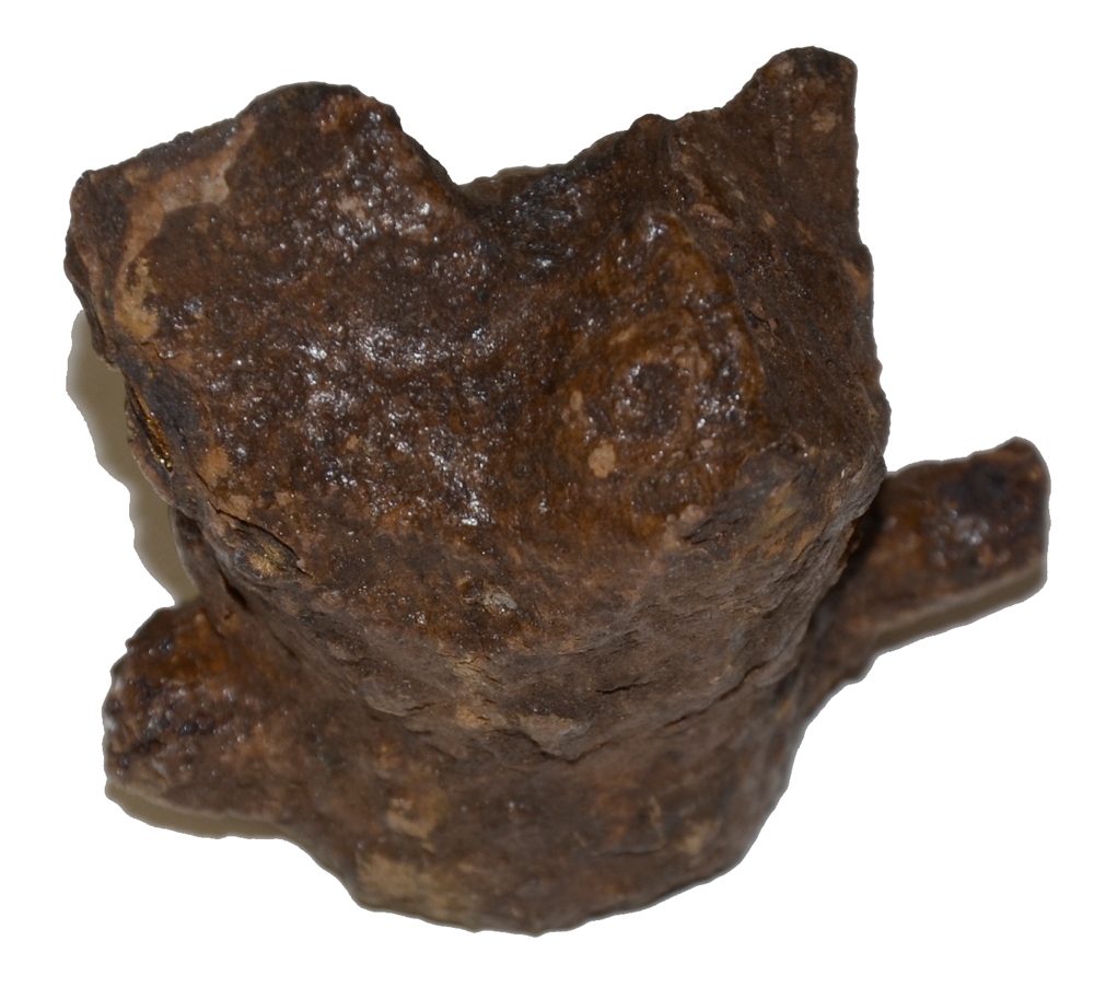 US/CS 3 INCH SCHENKL SHELL FRAGMENT FROM THE SHIELDS MUSEUM COLLECTION ...