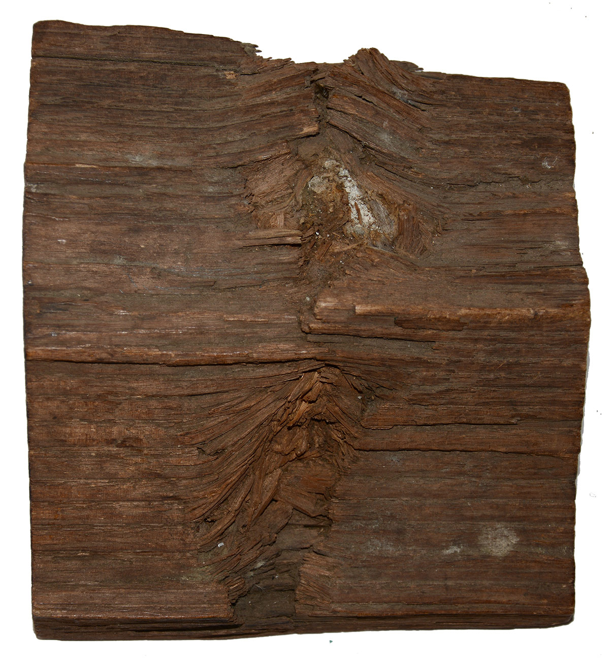 SECTION OF TREE SHOWING PATH OF A BULLET, RECOVERED IN CENTRAL VIRGINIA ...