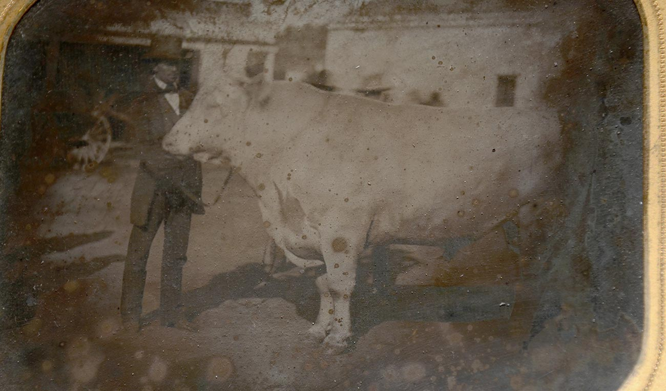 HALF PLATE AMBROTYPE OF MAN WITH STEER — Horse Soldier