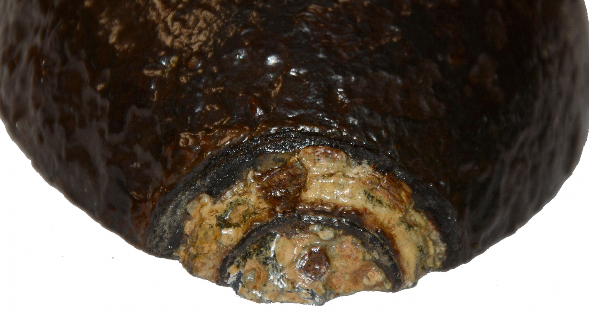 SECTIONED U.S. 3” PARROTT SHELL — Horse Soldier