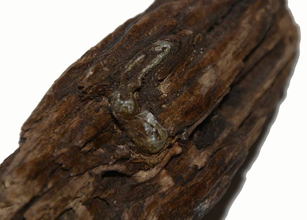 BULLET IN WOOD RECOVERED AT THE WILDERNESS, VA — Horse Soldier