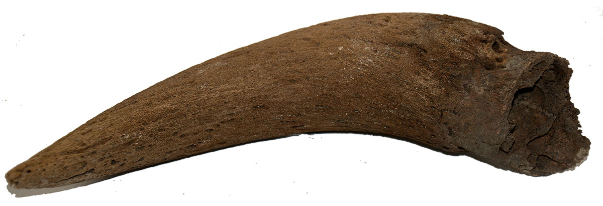 A POWDER HORN IN THE MAKING FROM FORT PEMBINA — Horse Soldier