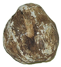 TWO .58 CALIBER BULLETS FUSED TOGETHER RECOVERED AT THE WILDERNESS, VA ...